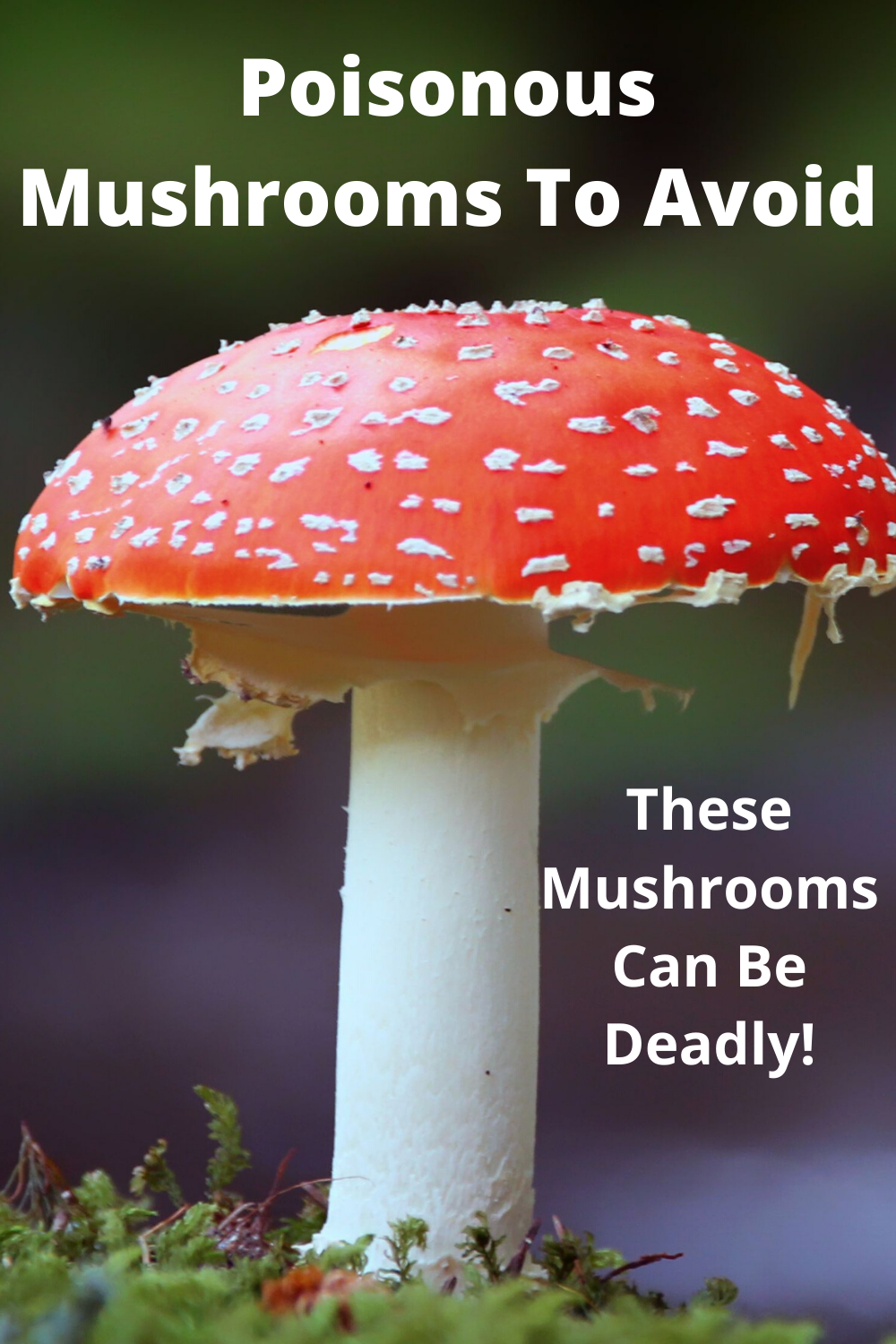 Four Poisonous Mushrooms to Avoid - Medicinal Mushroom Guide